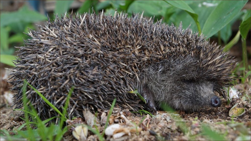 Ha csak egy képet nézel ma meg, ez a süni legyen az