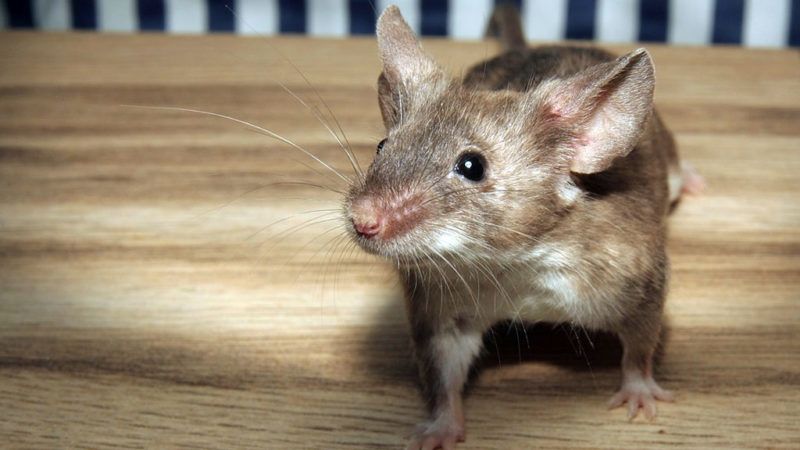 Egér van a spájzban? Ezzel a házi készítésű egérfogóval te is elkaphatod!