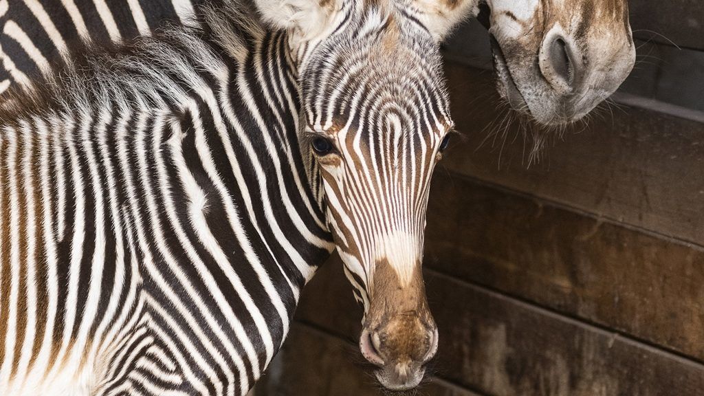Ritka és bűbájos zebra-szamár hibrid született | nlc