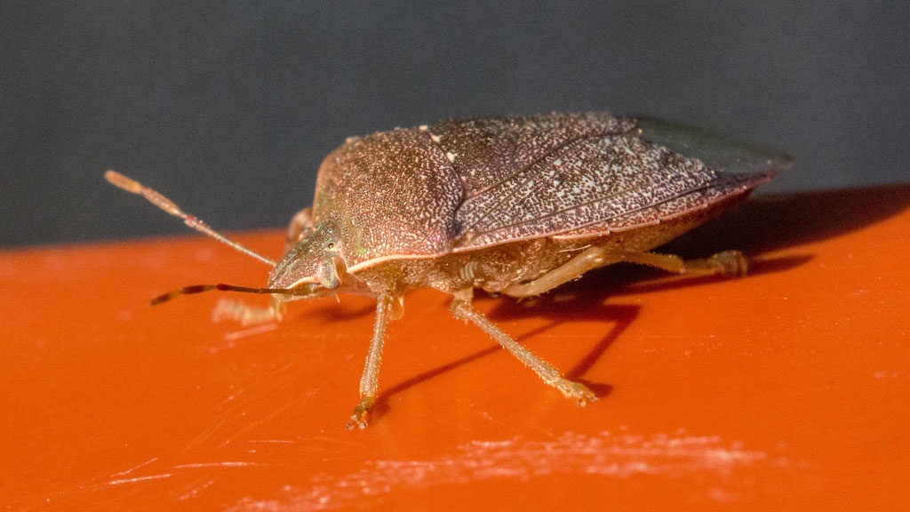 Újra támadnak a poloskák | nlc