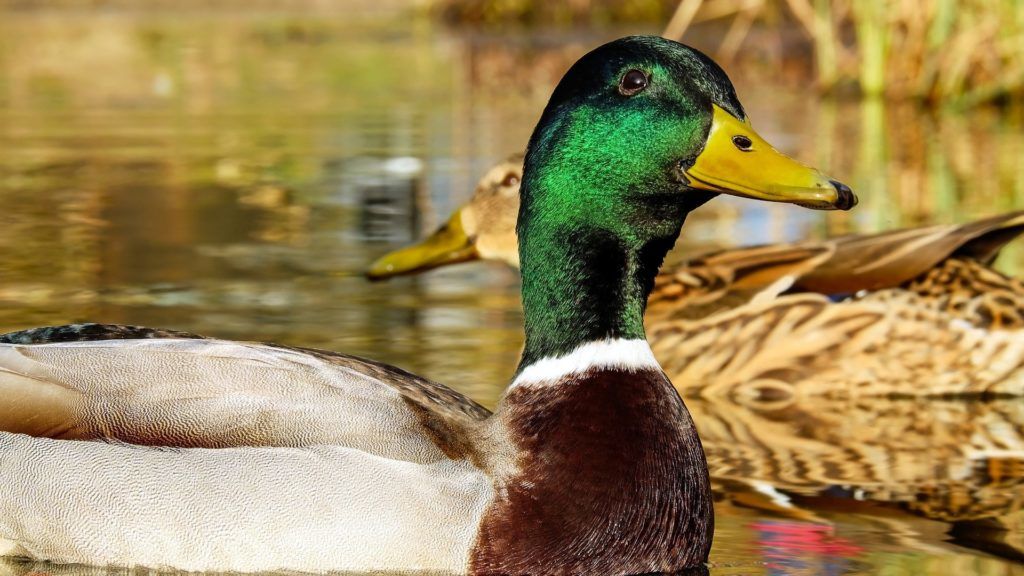 Pusztulnak a halak és a kacsák a szegedi Zápor-tóban