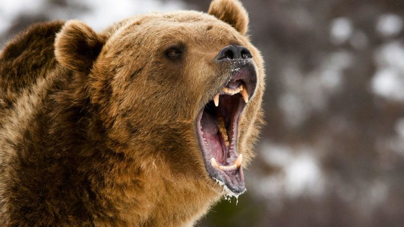 Hatgyerekes anyát ütött le egy medve