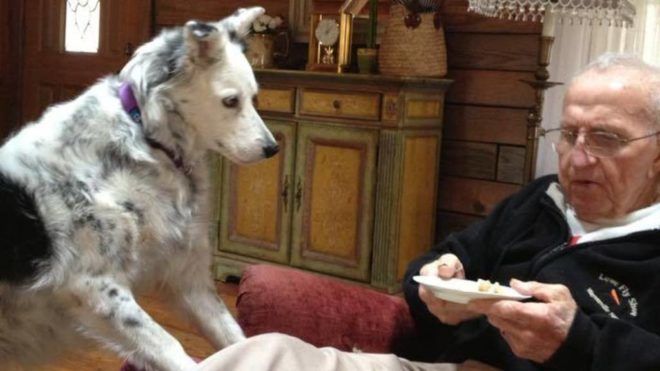 Elpusztult a kutya, aki ezer szónál is többet ismert