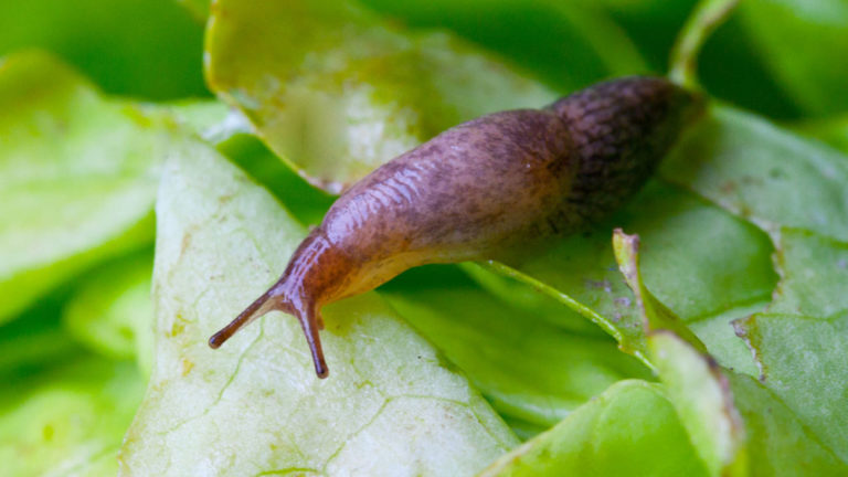 meztelen csiga | nlc