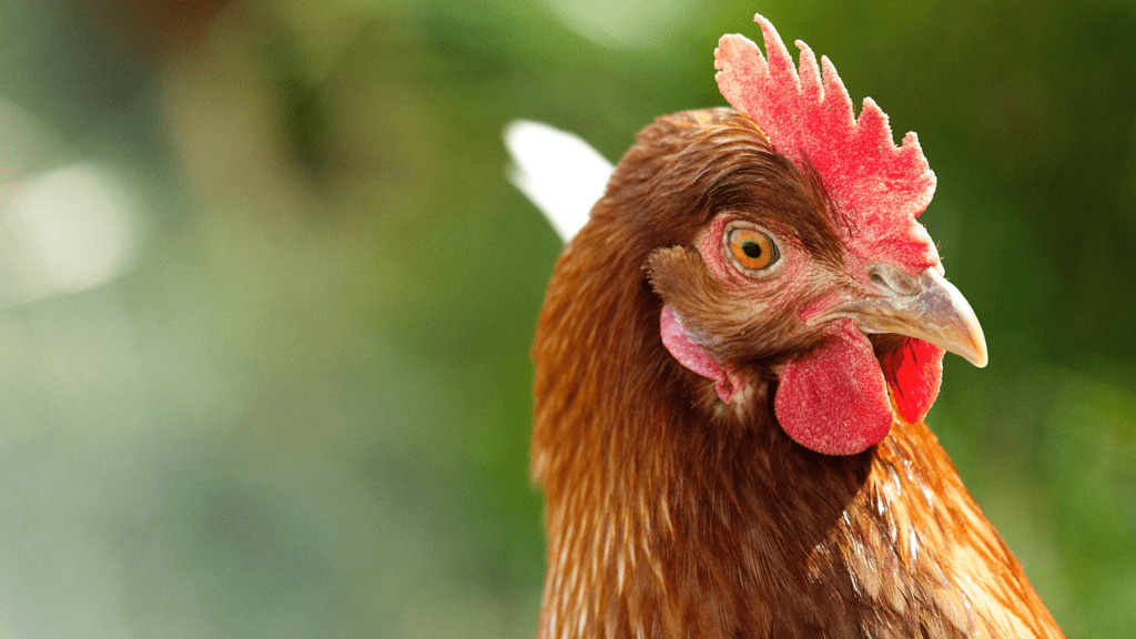 Élő csirkével lepte meg a tanítónénit a diákja