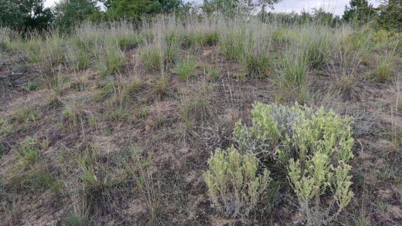 Veszélyes növény terjed Magyarországon | nlc