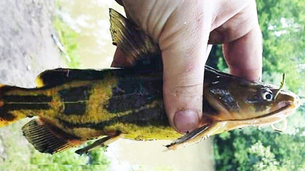 Veszélyes hal jelent meg Magyarországon | nlc