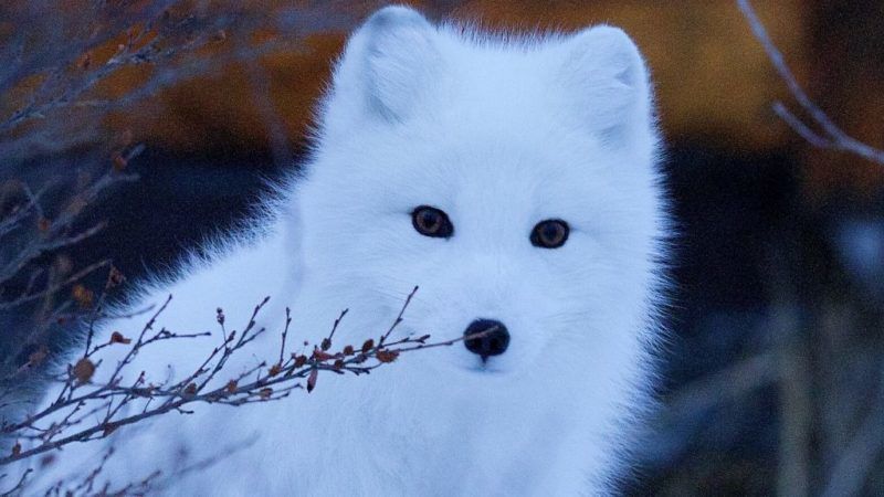 Nézegess cuki téli rókás képeket!