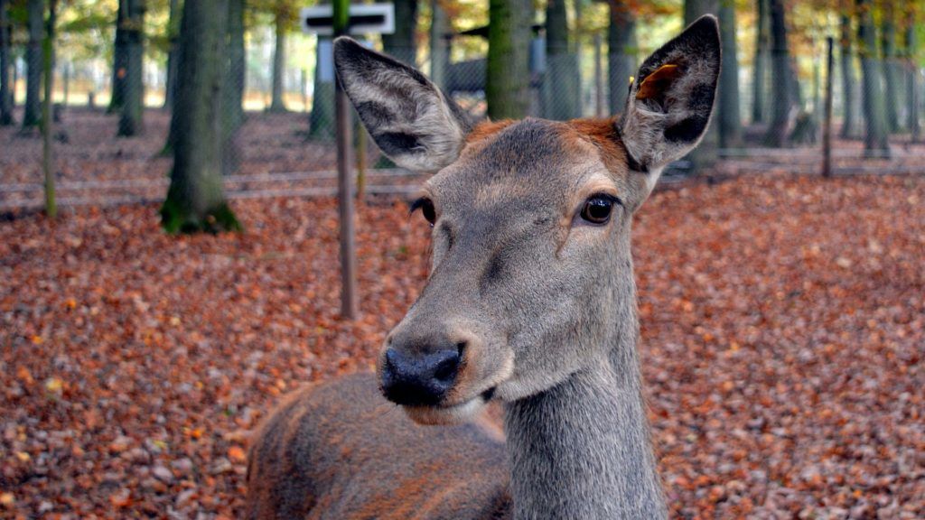 Meghalt a jótevőjük, őzek és szarvasok maradtak árván