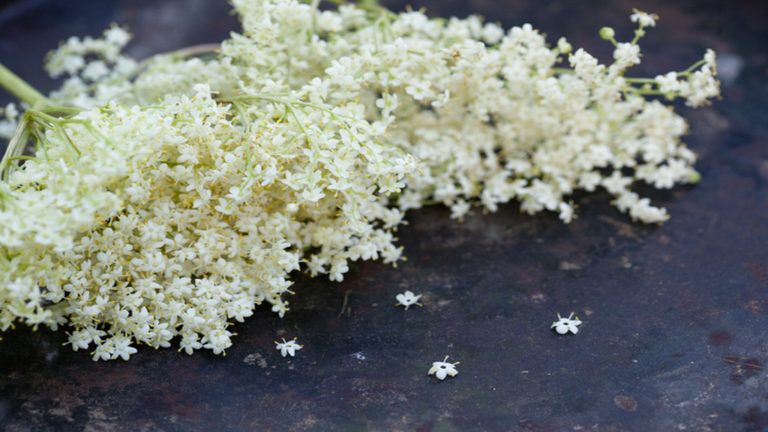 5 érdekességet a bodzáról, amit nem biztos, hogy tudtál