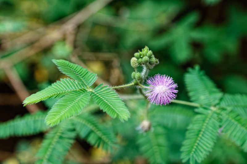 Így kell gondozni a mimózát! | nlc