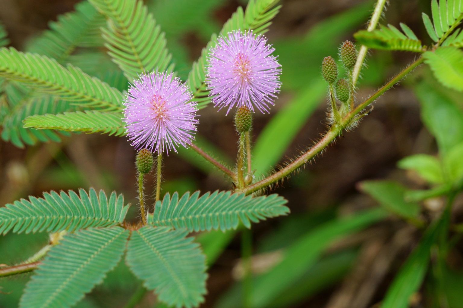 Mimóza gondozása - nlc.hu