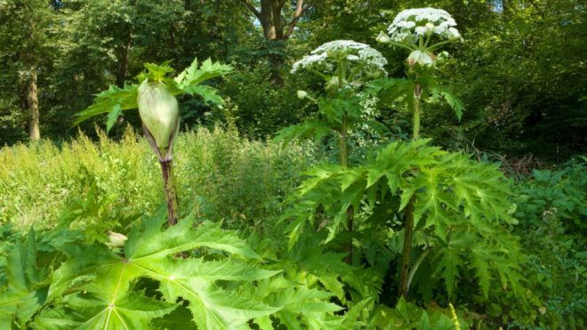 kaukázusi medvetalp | nlc