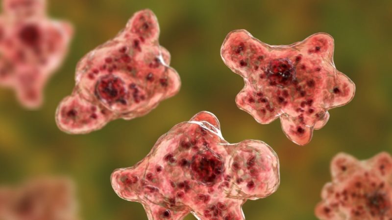 agyevő amőba | nlc