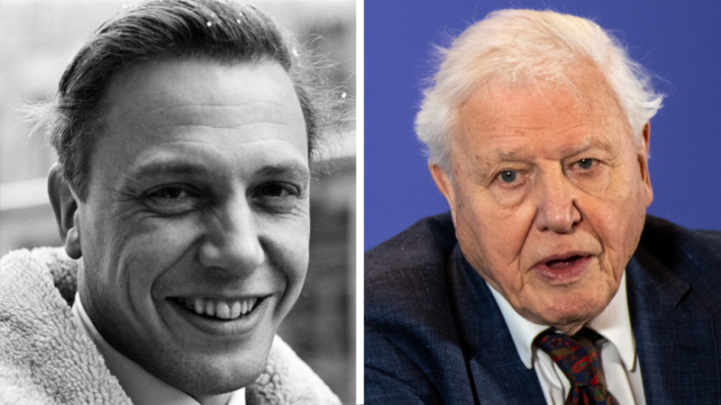 David Attenborough fiatalon