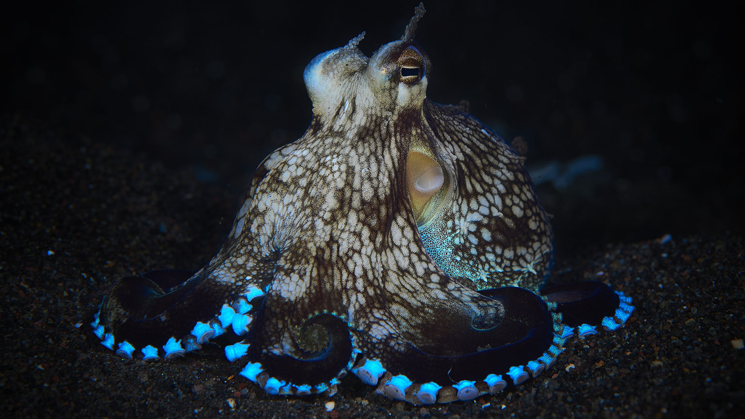 A színüket is változtaják alvás közben a polipok