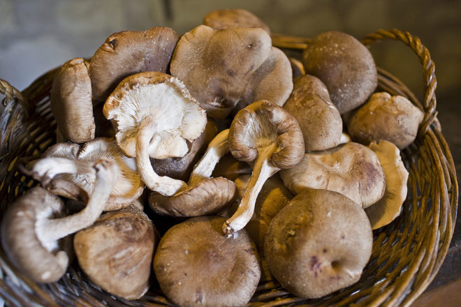 Shiitake gomba