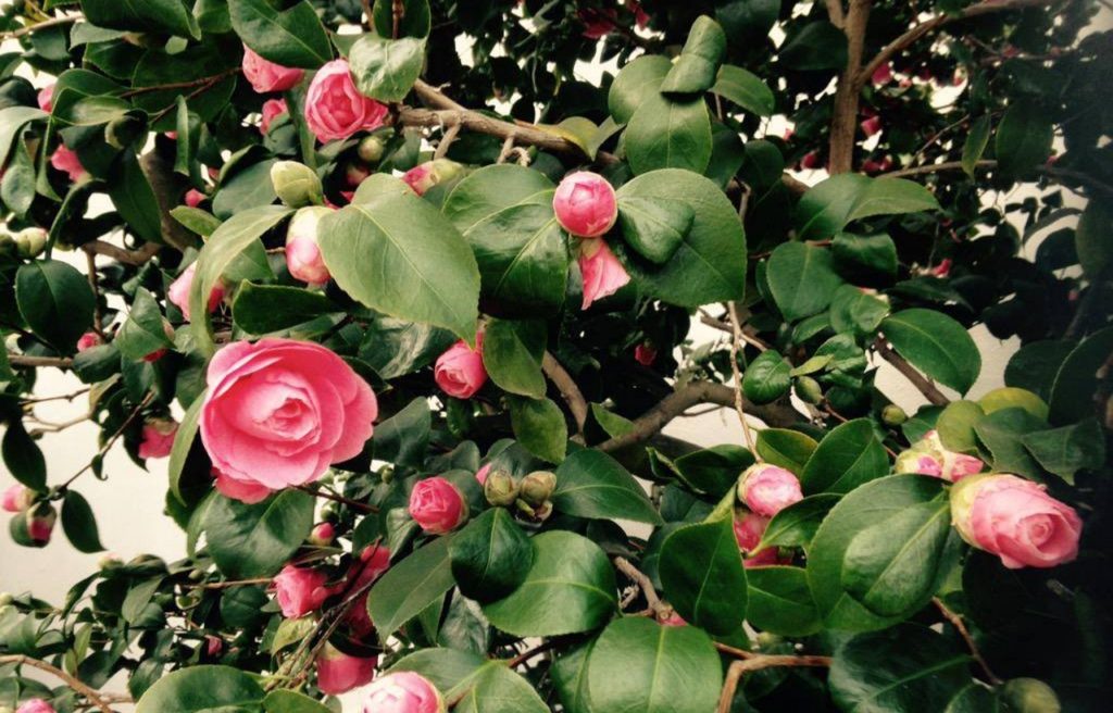 Middlemist red, a világ legritkább virága