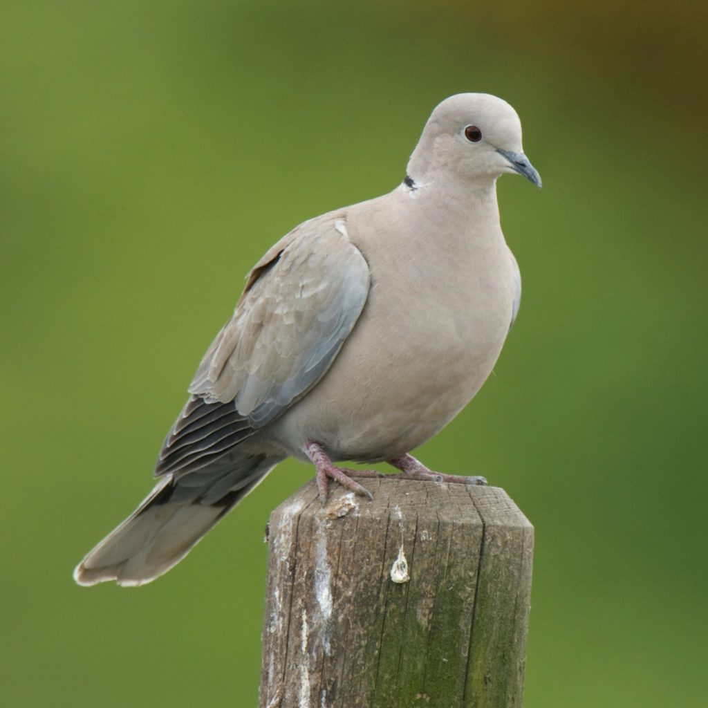 Magyarországon élő madárfajok kvíz
