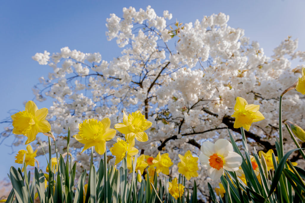 Tavasz a világ legnagyobb virágoskertjében