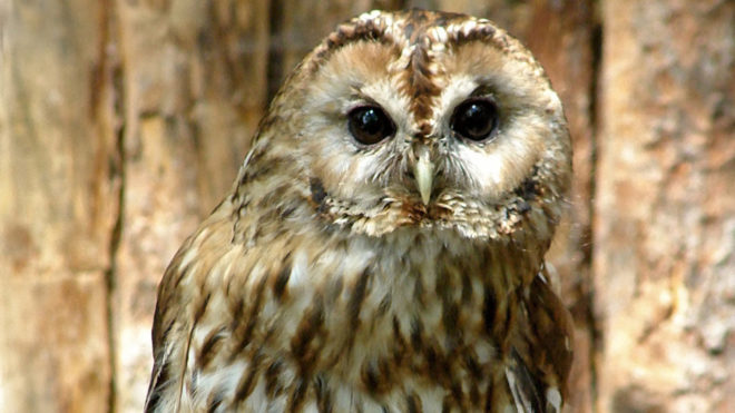 Bagoly a Batthyány téren