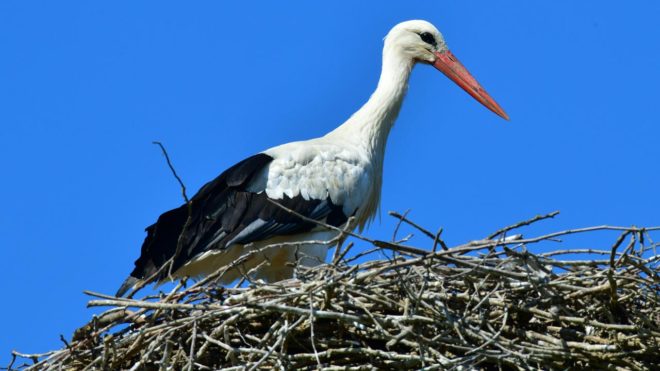 Gólya a település létszámában