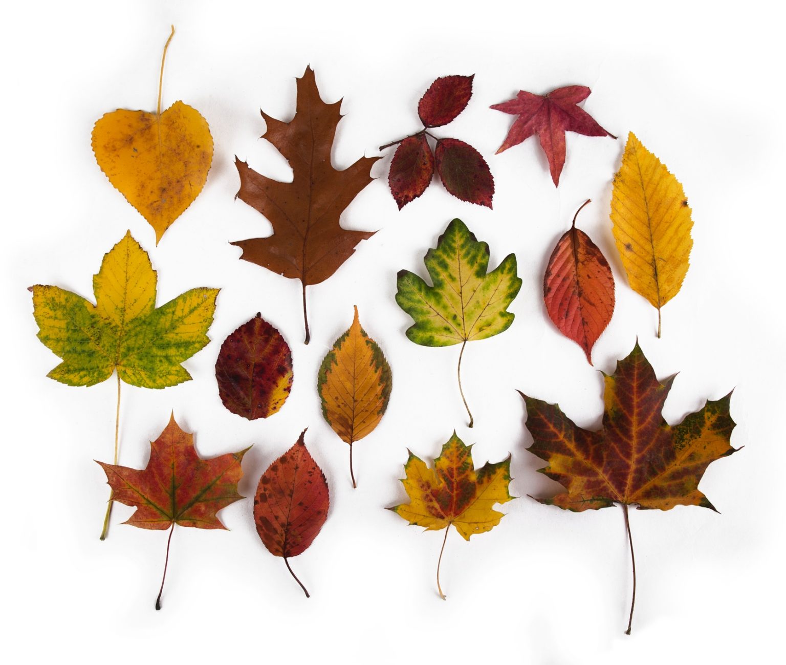 Őszi falevelek kvíz