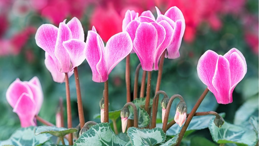 Ciklámen gondozása - nlc.hu