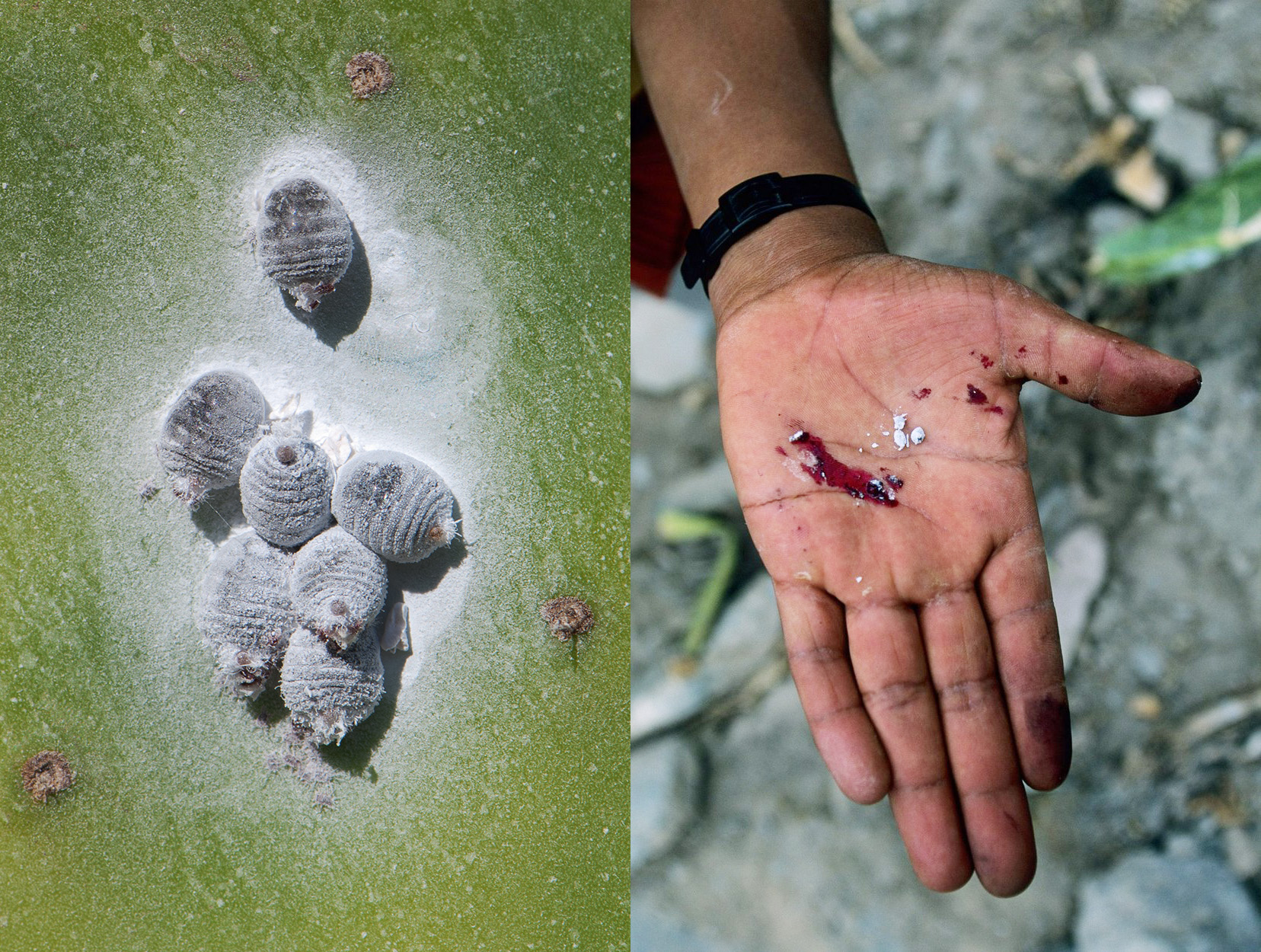 Még több rovart engedélyez élelmiszerként az Európai Unió