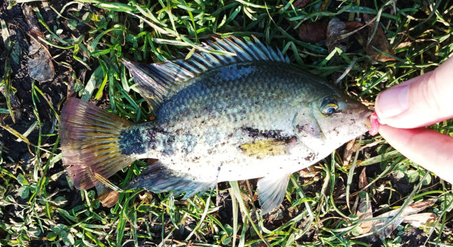 Furcsa halat fogtak Hévízen