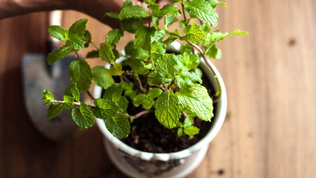 Így mentsd meg és szaporítsd a bolti mentát