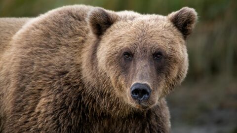 Kikergette a medvét a kertjéből egy román nő