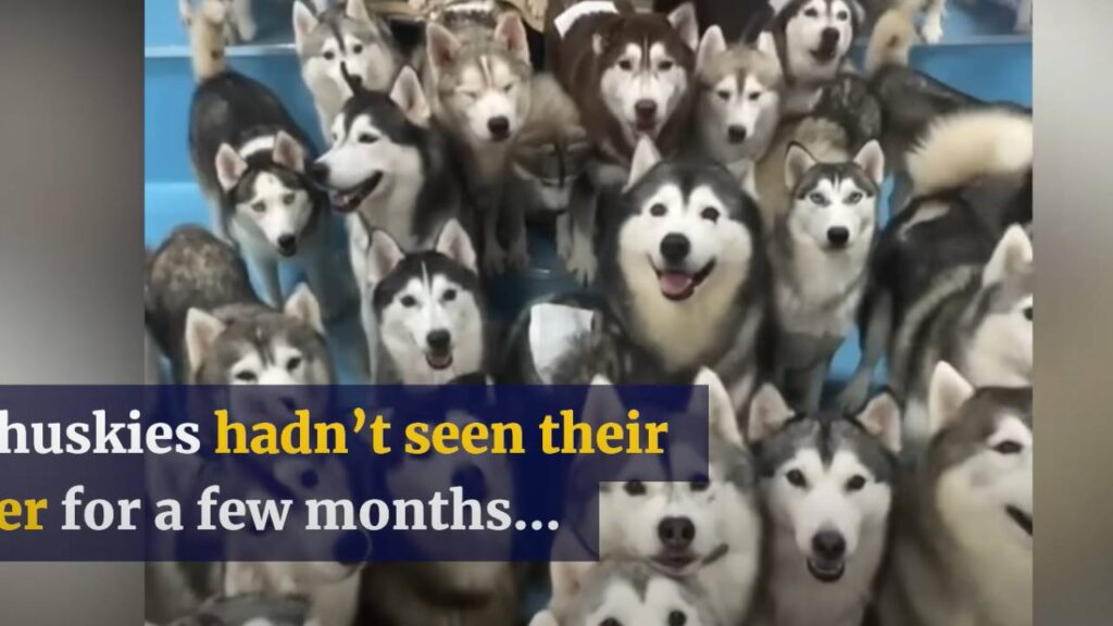 100 husky szabadult el egy bevásárlóközpontban – Videó
