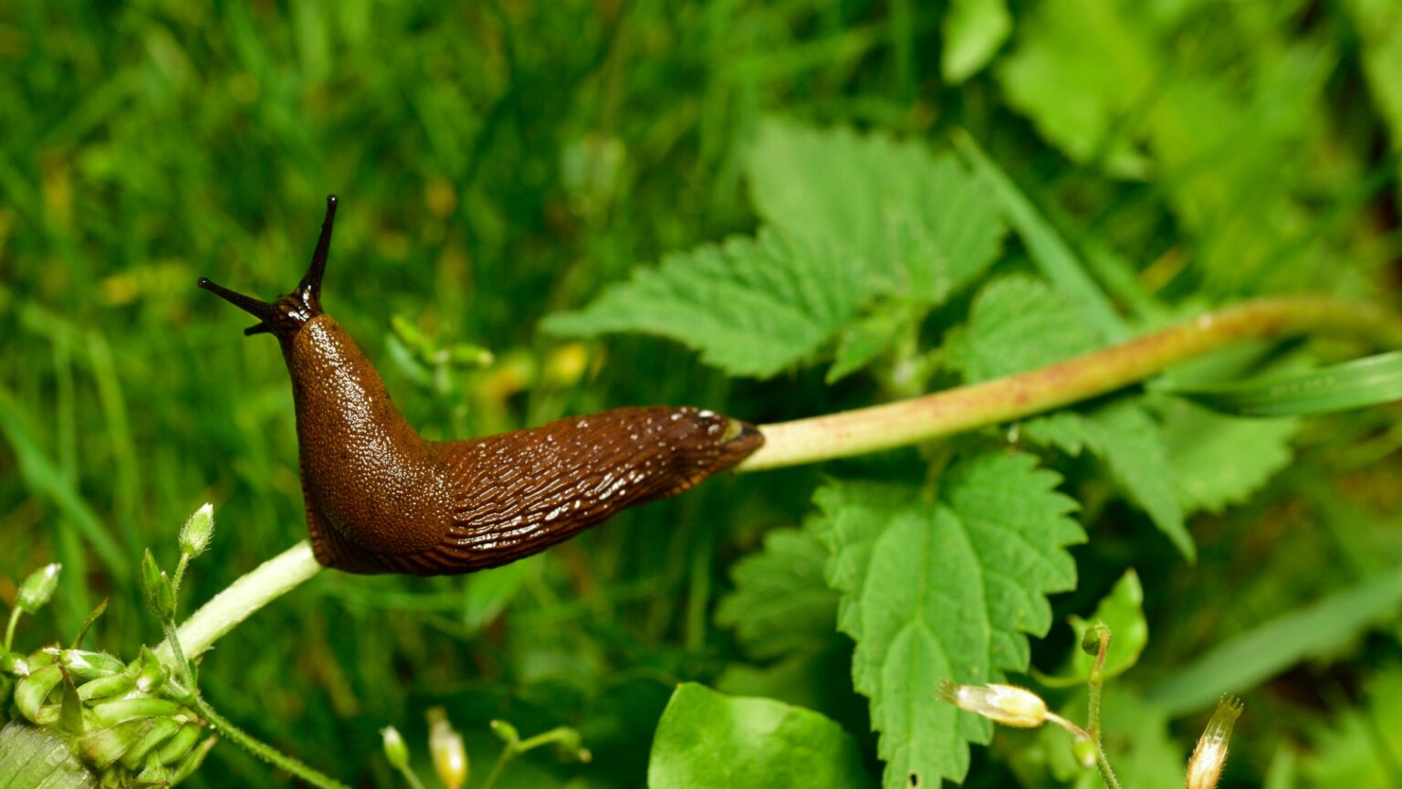 Spanyol csiga irtása